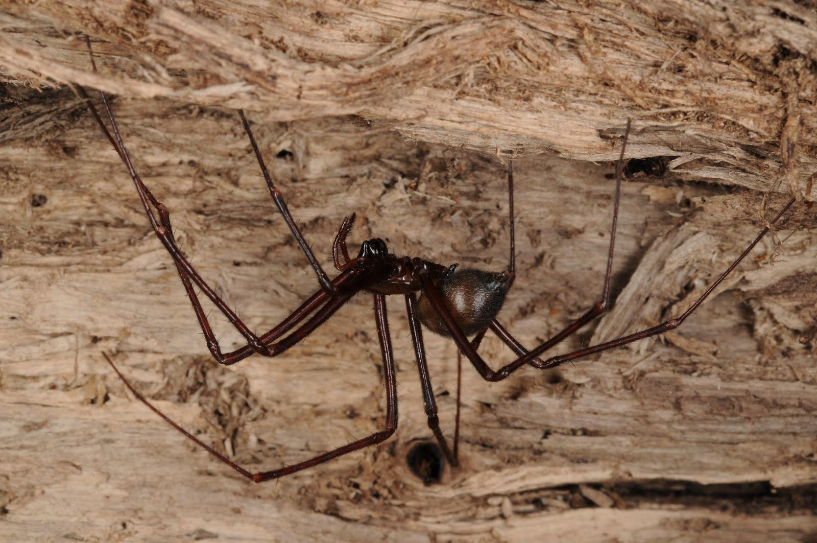 Pimoa cthulhu - Alchetron, The Free Social Encyclopedia